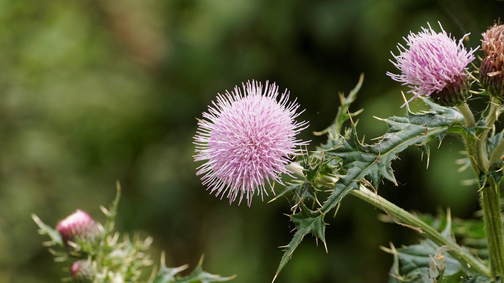 Herb of the Month - Detox with St Mary’s Thistle (Milk Thistle ...