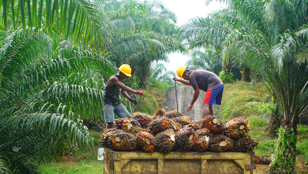 What is Palm Oil and why should you avoid it? — Santos Organics